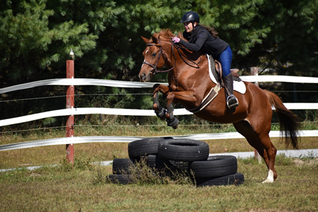 Horse Jumping High Without Rider